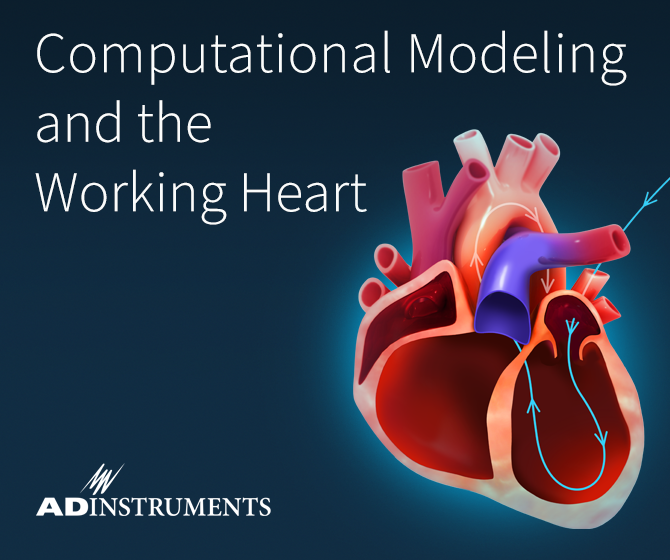 Dr Lei Fan: Computational Modeling and the Working Heart | ADInstruments